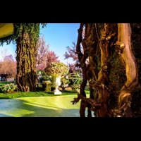 сад, дерево, тис дерево, самые красивые места, зимний ландшафтный ...